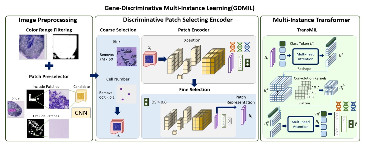 A Coarse-to-Fine Pathology Patch Selection for Improving Gene Mutation ...