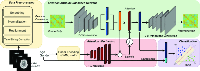 Learning a Phenotypic-Attribute Attentional Brain Connectivity ...
